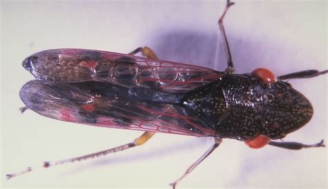 Scientists Demonstrate Efficient Crispr Modification Of Glassy Winged