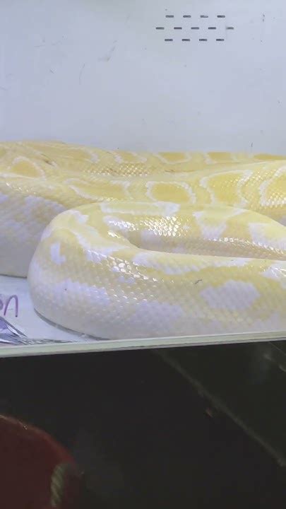 shorts python 🐍 youtube