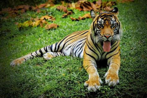 Premium Photo Tiger In Zoo