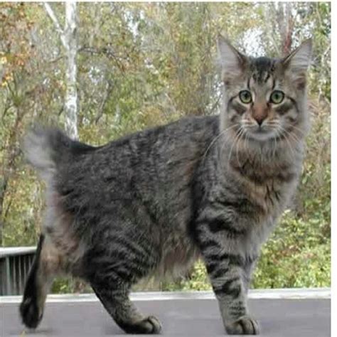 Cats Object Detection Dataset By Jame