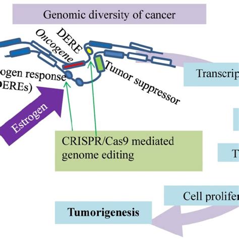 A Spatiotemporal Control Of Estrogen Responsive Transcription In Breast Download Scientific