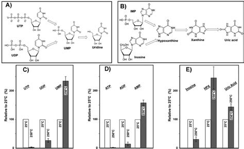 Proposed Thermal Degradation Pathways For A Utp Udp Ump And Download Scientific Diagram
