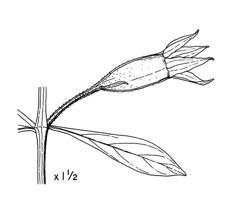 Ludwigia Brevipes Long Beach Seedbox Fsus