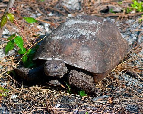 Gopher Turtle Photograph By Stephen Whalen Pixels