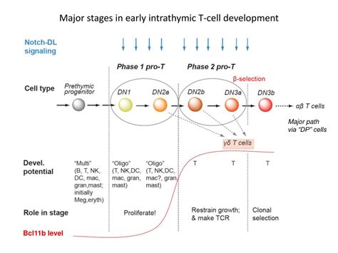 Ppt Two Gene Regulatory Networks For T Cell Development Powerpoint