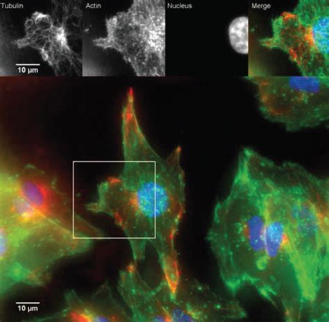 Measuring Cell Fluorescence Using Imagej