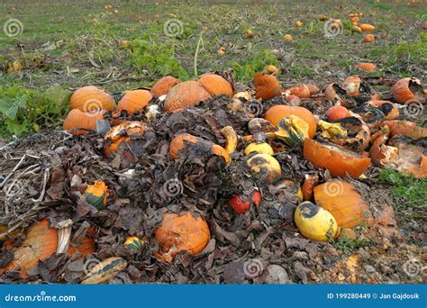 Pile Of Rotten Apples On The Ground In Nature Near The Apple Tree