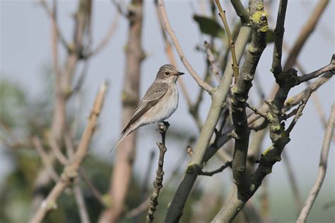 Steve Egglestone On Twitter A Few From Trow Leas This Morning Add