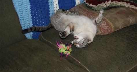 The Effects Of Catnip Imgur