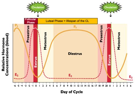 Oestrus Detection Flashcards Quizlet