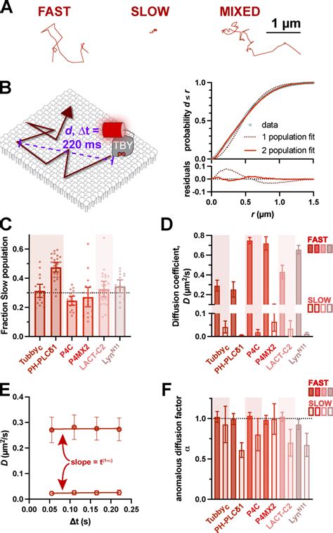 Existence Of Both Fast And Slow Diffusing Lipid Molecules In The Pm