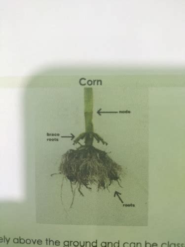 Modified Roots Flashcards Quizlet