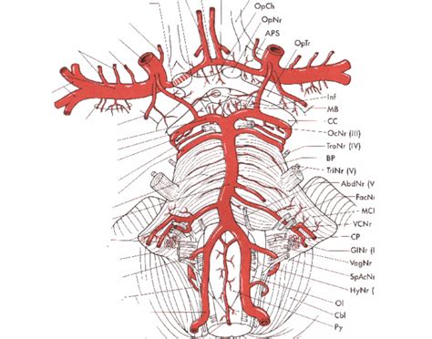 Brainstem And Brain Vasculature Quiz