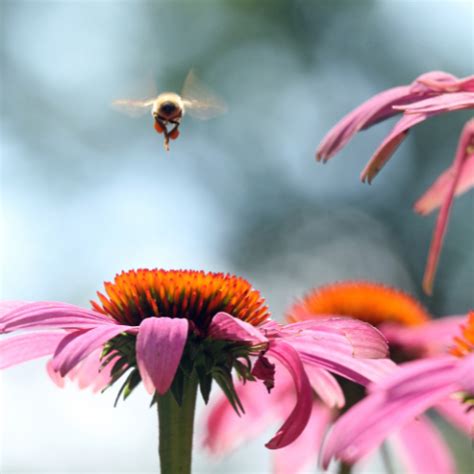 Barrington Ri Garden Club