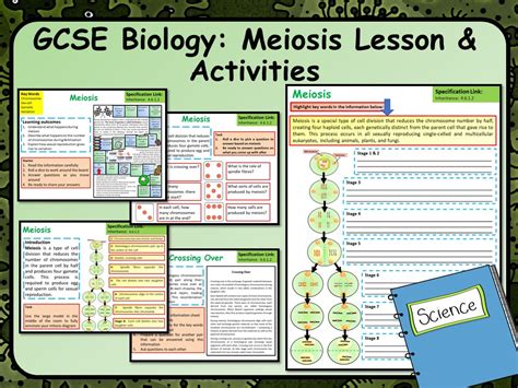 Aqa Ks4 Gcse Biology Science Meiosis Lesson And Activities Teaching
