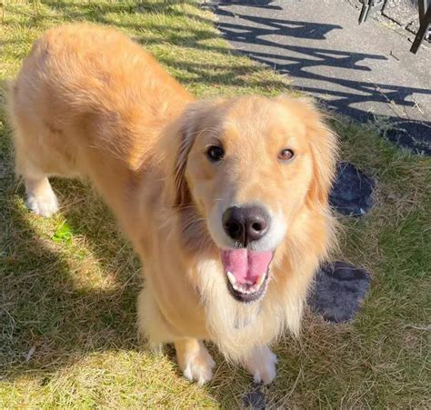 Understanding Preventing And Treating Dog Anxiety A Comprehensive