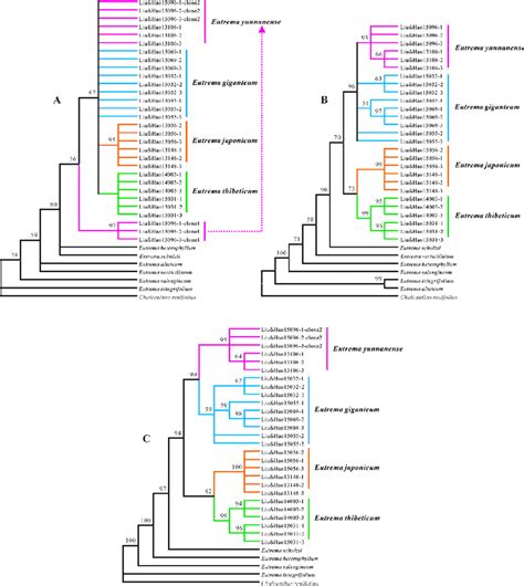 The Strict Consensus Tree Constructed Based On Nrits Data A Four