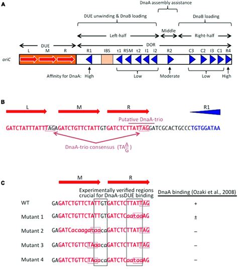 Origin Of Replication Sequence