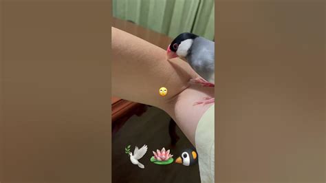 Java Sparrow Youtube