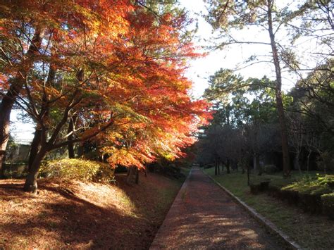 紅葉の道 並木彩時記