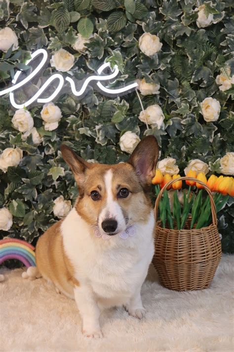 웰시코기 레고 강아지 책임무료분양 ♥분양완료 강아지•고양이입양 강아지보호소 고양이보호소 무료분양 아이조아보호소