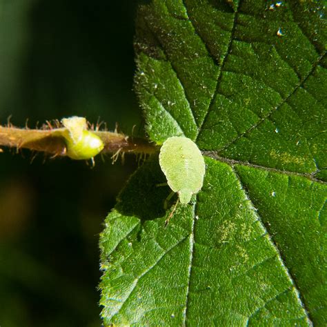 Juvenile Green Shield Bug Stages Wolves Wild