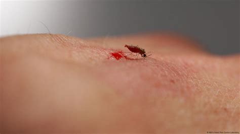 Mosquito Sex Control DW