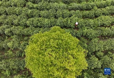 清明时节茶飘香 中国新闻摄影网