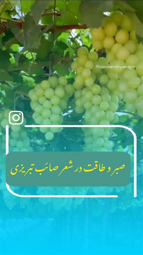 شعر نیایش ادبی تکست ‎ ‎شما هم ما را به یک بیت شعر مهمان کنید🥰🌺 زخم‌ های دلت را فقط به خدا