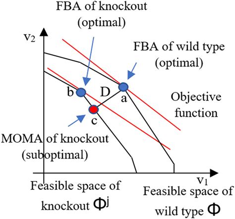 The Optimization Principles Underlying Fba And Moma 13 Download Scientific Diagram
