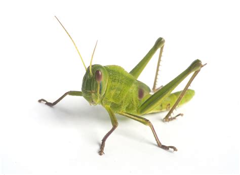 Learn Fijian Vodre Fijian For Grasshopper