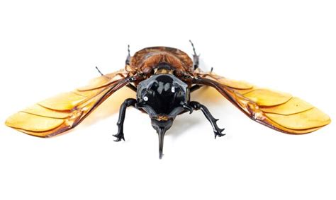Premium Photo Nature Wings And Beetle With Horn White Background And Front View Of Aesthetic