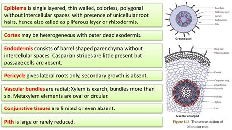 Primary Structure Monocot Root PPTX
