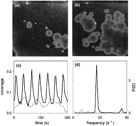 Spatiotemporal Behavior In The Dynamic Link Model A B Two Download Scientific Diagram