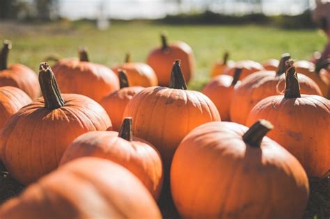 Horticulture Expert Shares Best Ways To Preserve Pumpkins Throughout