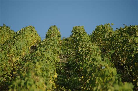 Domaine Fichard Vin De Savoie