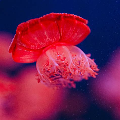 Flying Jellyfish Behance