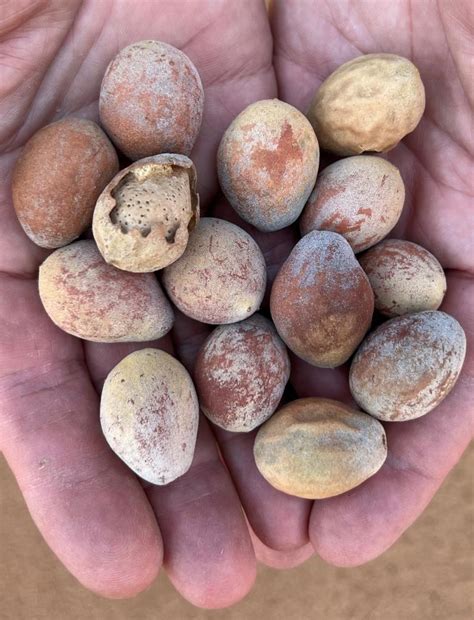 Manketti Or Mongongo Nuts Bushguide 101