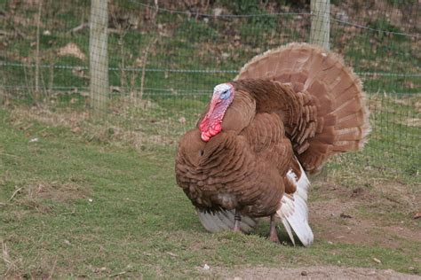 Black White Bronze And Buff Four Native Turkey Breeds Explained