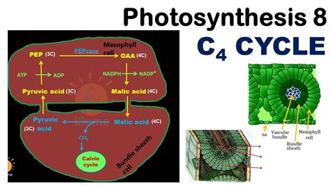 C4 Photosynthesis Cycle