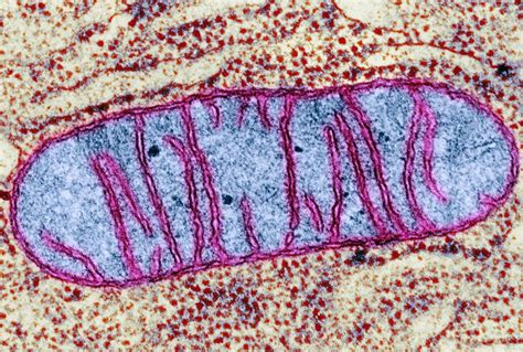 Mitochondria Power Producers In Cells
