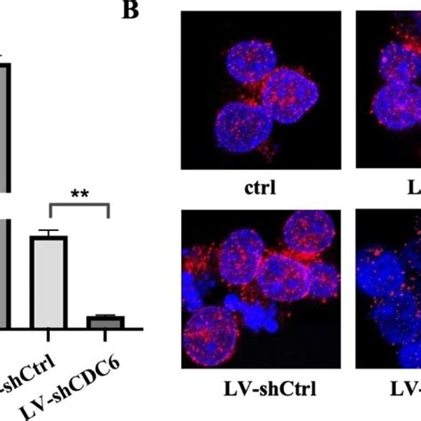 Cdc6 Expression And Subcellular Localization In B Cell Lymphoma Cells