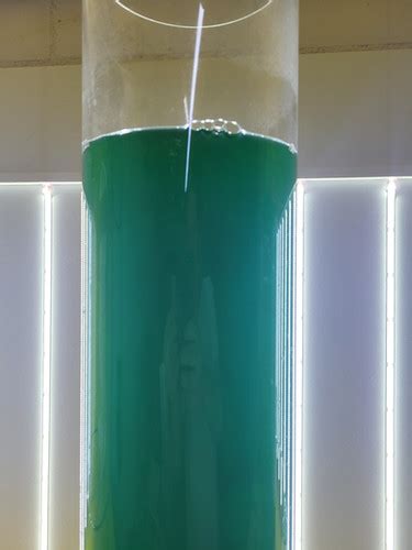 Phytoplankton Synechococcus Swissplankton