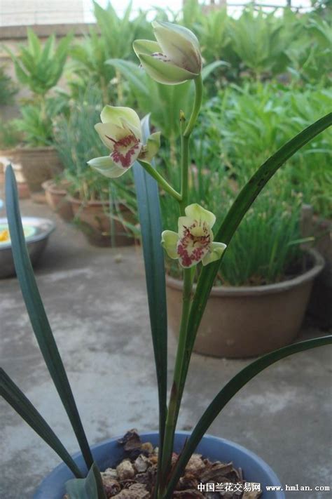 粤北兰花新丰福荷 小心衣衣 新浪博客