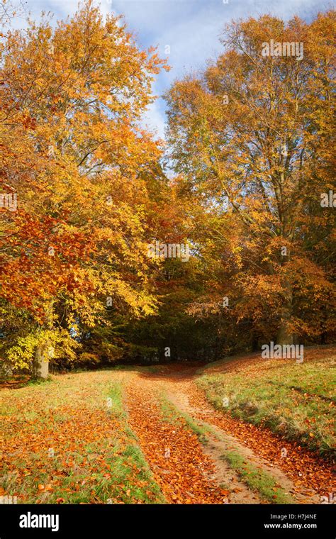 The Yorkshire Arboretum In Autumn Castle Howard York Uk 2nd