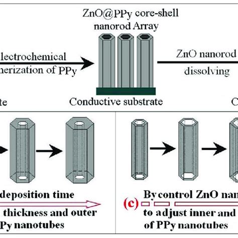 A Illustration Of Formation Of Ppy Nanotube Arrays Via Zno Nanorod Download Scientific