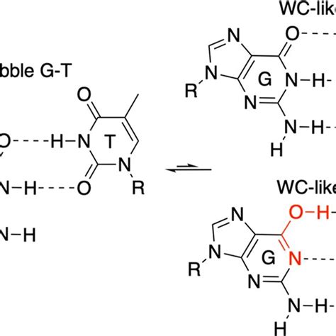 Tautomerization Of The Wobble G T Mispair Into Wc Like Structures The Download Scientific