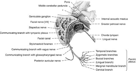 Temporal Bone Neupsy Key