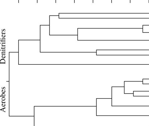 Dendrogram Of Dna Homology Within The Group Of Marine T Hsob Isolates