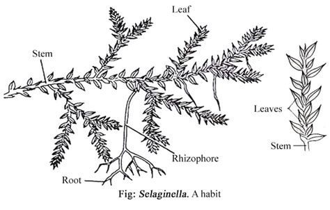 Prema Selaginella Classification Structure Of Sporophyte Reproduction Structure Of